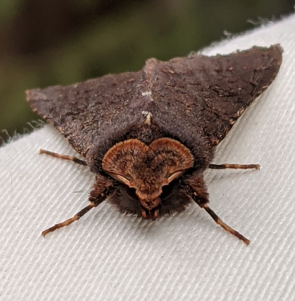 Orthosia – BC Moths