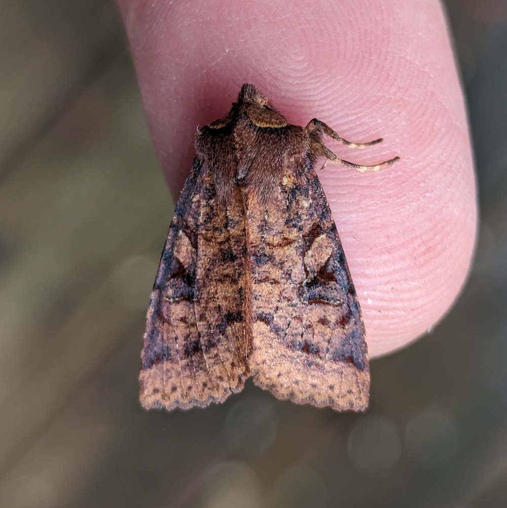 Orthosia – BC Moths
