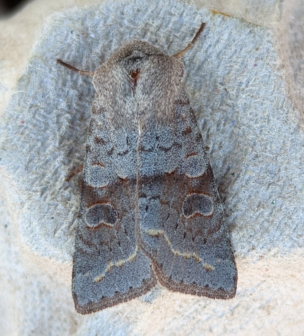 Orthosia – BC Moths
