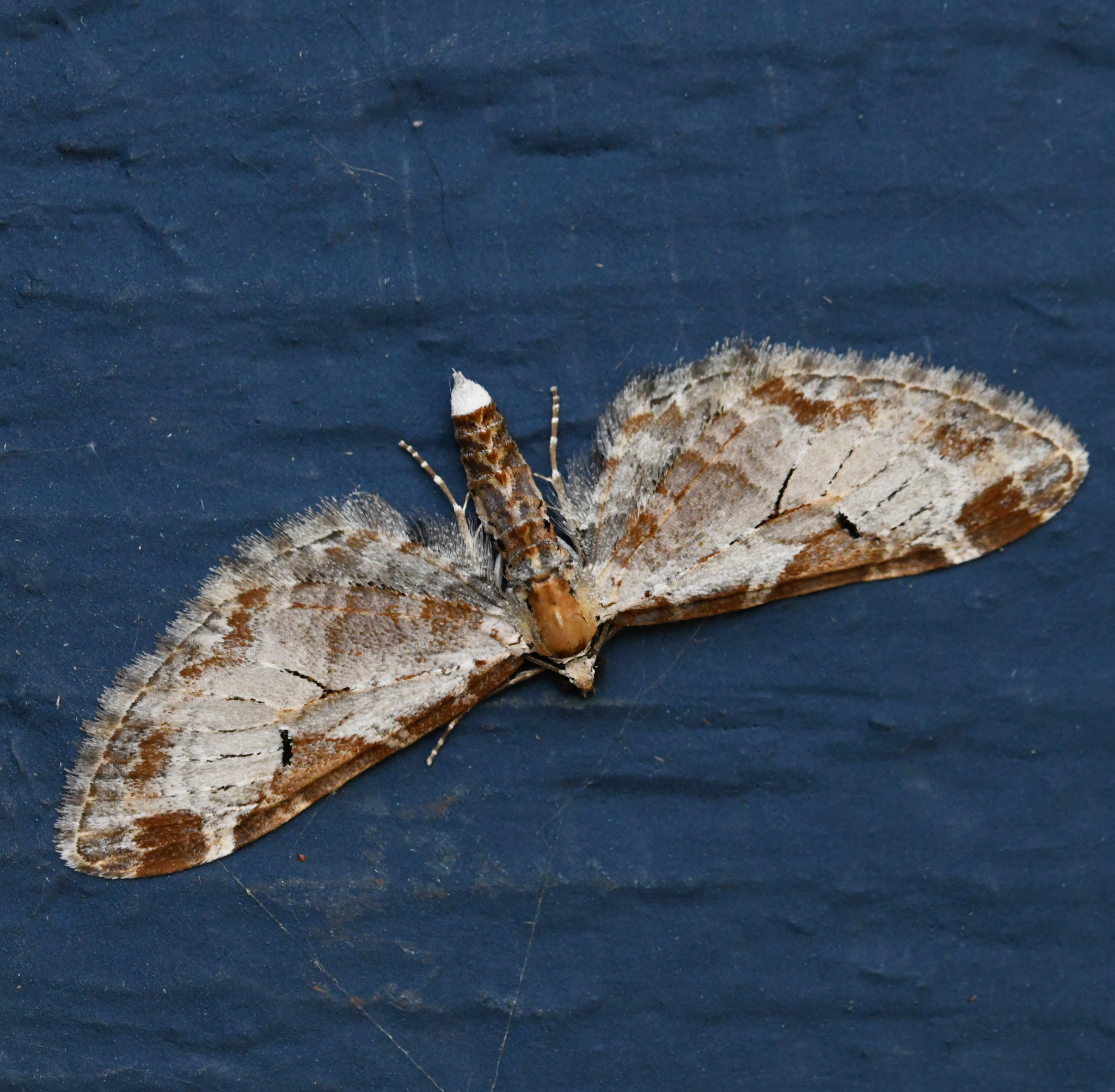 Two new Eupithecia – BC Moths